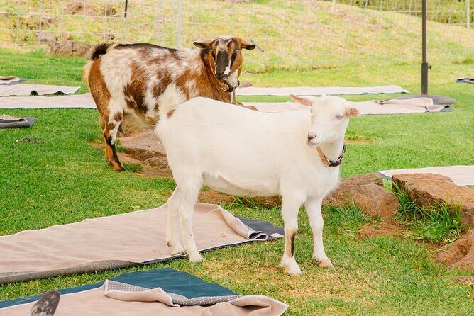 Goat Yoga with Miniature Goats In Maui - Practical Details for Travelers