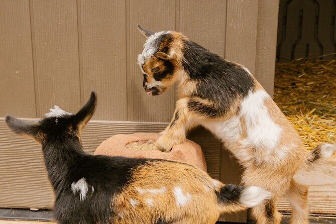 Goat Yoga with Miniature Goats In Maui - The Sum Up: Who Will Love This Experience?