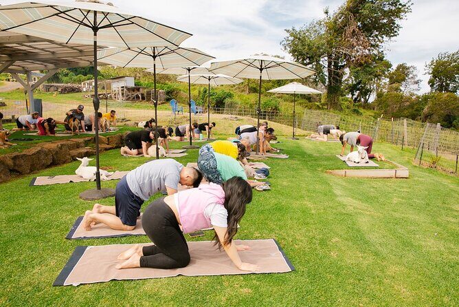 Goat Yoga with Miniature Goats In Maui - FAQs