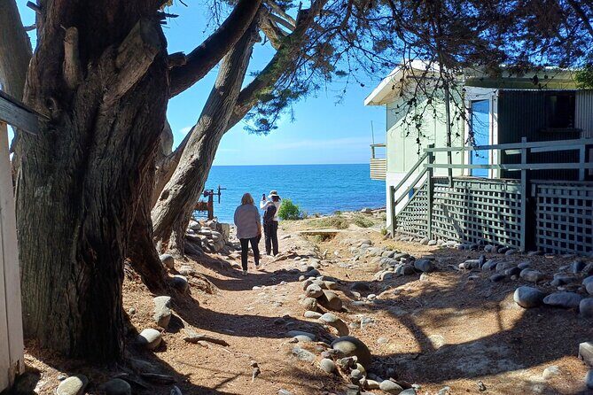 Godley Head Scenic Drive & Guided Walk (Shore Excursion) - Key Points