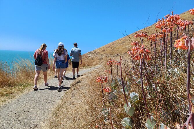 Godley Head Scenic Drive & Guided Walk (Shore Excursion) - An In-Depth Look at the Itinerary