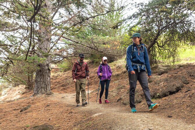 Godley Head Scenic Drive & Walking Tour (Private Shore Excursion) - The Itinerary in Detail