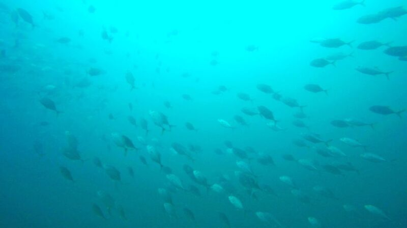 Gold Coast: 3-Day PADI Open Water Course - Who Will Love This Experience?