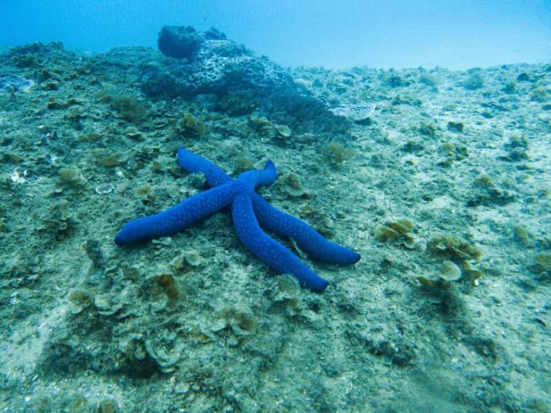 Gold Coast: Cook Island Marine Reserve Scuba Experience Dive - Key Points