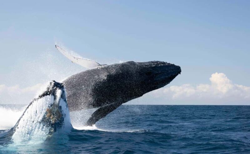 Gold Coast/Coolangatta: Whale Watching with Marine Biologist - An Authentic Marine Encounter on the Water