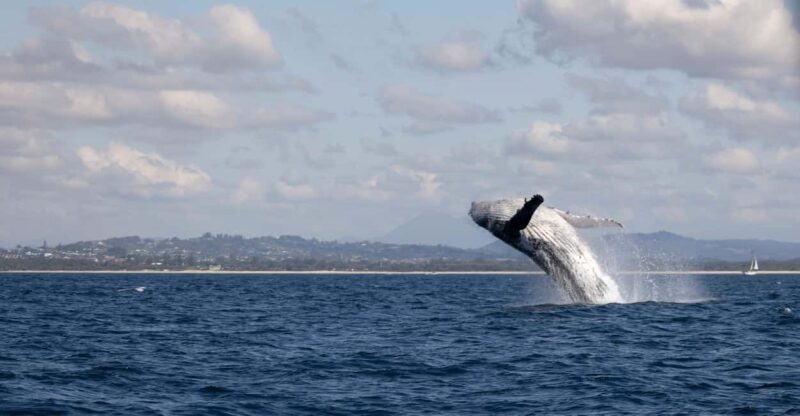 Gold Coast/Coolangatta: Whale Watching with Marine Biologist - What Makes This Tour Special