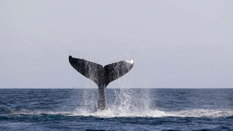 Gold Coast/Coolangatta: Whale Watching with Marine Biologist - The Chance Encounters with Marine Life