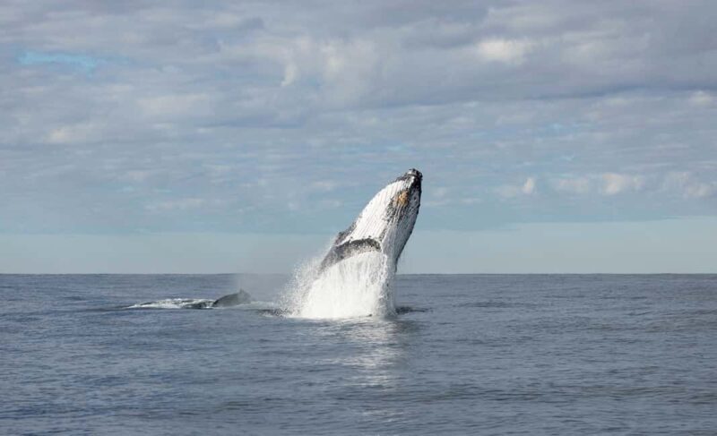 Gold Coast/Coolangatta: Whale Watching with Marine Biologist - The Experience: Practical Details