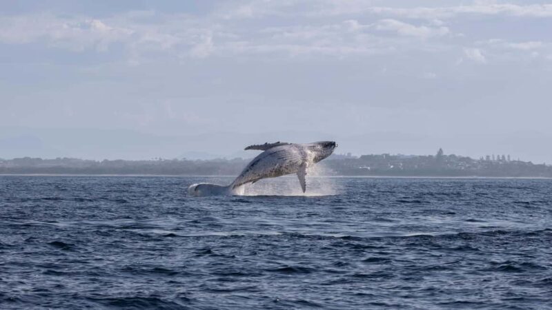 Gold Coast/Coolangatta: Whale Watching with Marine Biologist - Considerations and Limitations