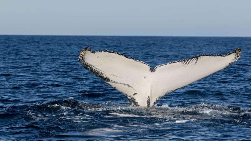 Gold Coast/Coolangatta: Whale Watching with Marine Biologist - Final Thoughts: Who Will Love This Tour?
