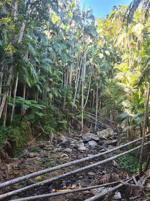 Gold Coast Departure : Explore Tamborine Mountain Day Tour - An Honest Look at What You Can Expect on the Tamborine Mountain Day Tour