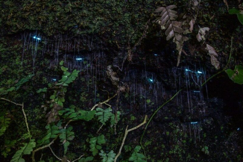 Gold Coast: Evening Rainforest and Glow Worm Experience - Food and Drinks