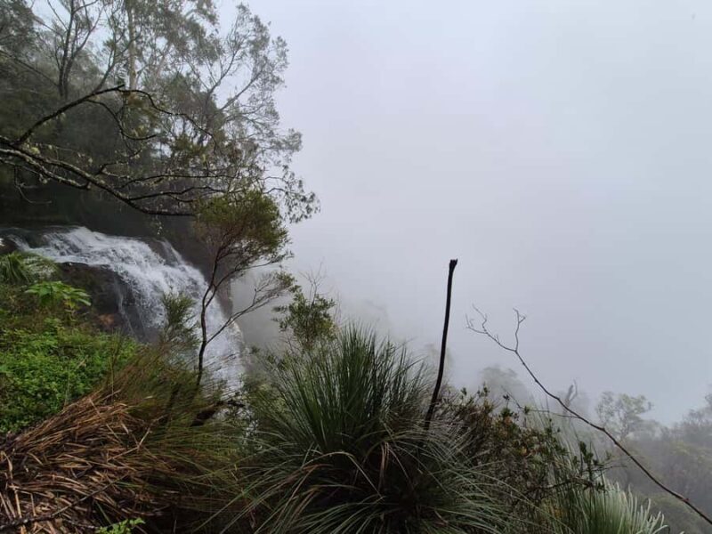 Gold Coast: Glow Worms Day/Night Rainforest & Waterfall Walk - Value and Overall Impression