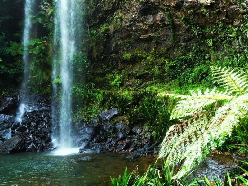 Gold Coast: Glow Worms Nocturnal Rainforest & Waterfall Walk - An In-Depth Look at the Tour Experience