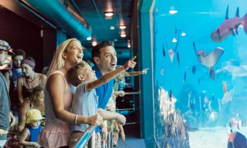 Gold Coast: Hopo Ferry & Sea World Entry Combo Ticket - The Itinerary: How the Day Unfolds