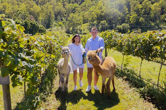 Gold Coast HotAir Balloon + Vineyard Breakfast + Transfers - The Sum Up - Is This Tour Right for You?