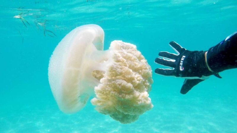 Gold Coast: Introductory SCUBA Diving Experience - An Honest Look at the Gold Coast SCUBA Experience