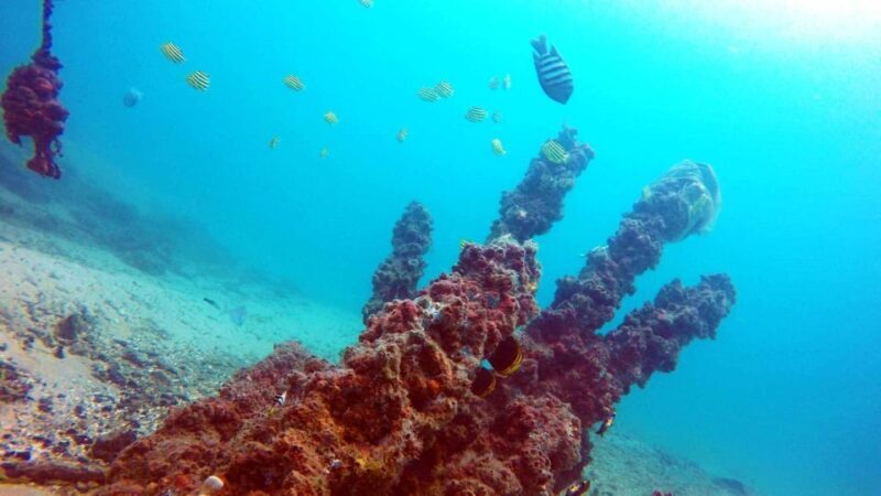 Gold Coast: Introductory SCUBA Diving Experience - FAQ