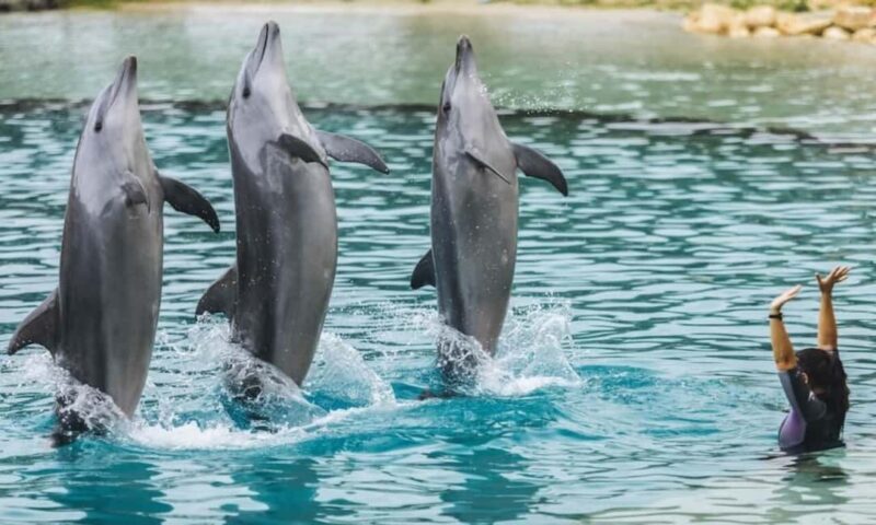 Gold Coast: Jet Boat Ride & Sea World Entry Ticket - Who Might Want to Consider Other Options?
