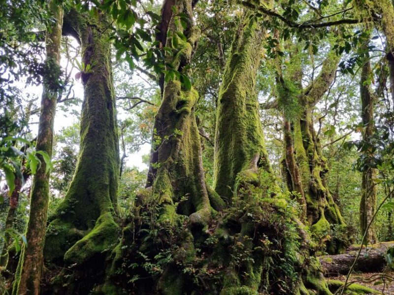 Gold Coast: Kangaroos, Rainforest & Waterfalls Experience - An In-Depth Look at the Experience