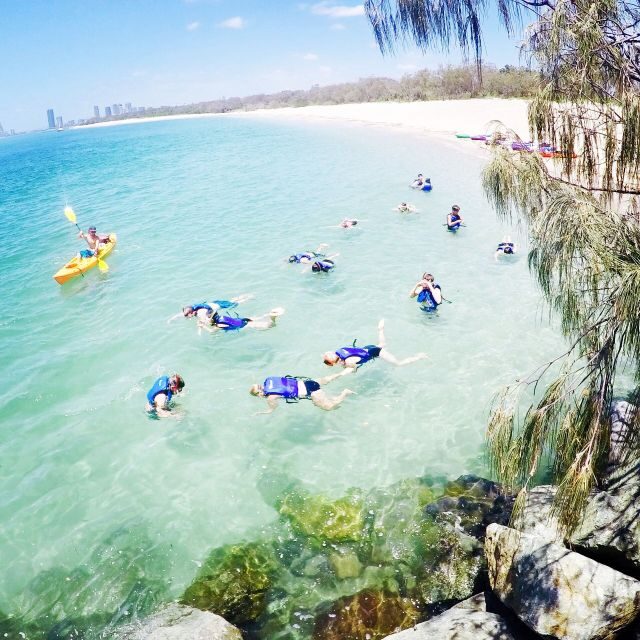 Gold Coast: Kayaking & Snorkelling Tour with Fish Feeding - Why This Tour Works Well