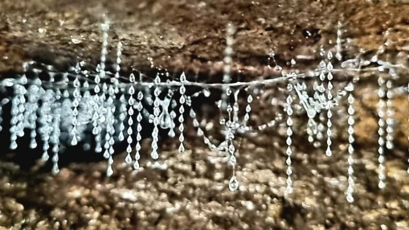 Gold Coast: Koalas, Glow Worms & Kangaroos Nature Experience - Key Points