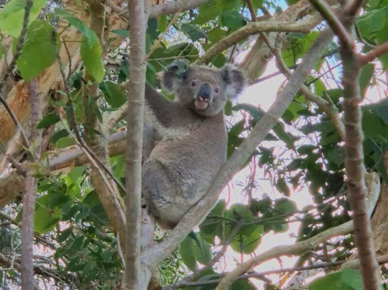 Gold Coast: Koalas, Glow Worms & Kangaroos Nature Experience - Authenticity and Traveler Feedback