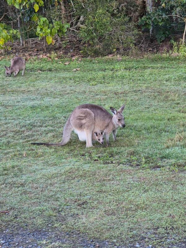 Gold Coast: Koalas, Glow Worms & Kangaroos Nature Experience - Practical Details and Tips