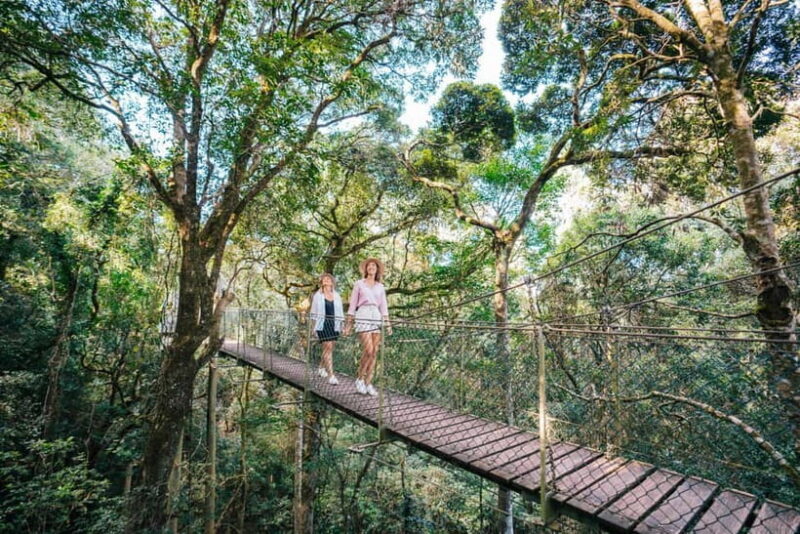 Gold Coast: Lamington Treetops, Wildlife and Vineyard Visit - Exploring the Natural Wonder of Lamington National Park