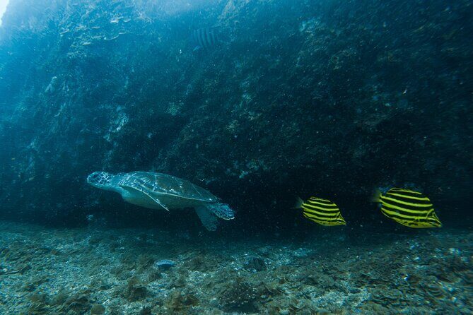 Gold Coast Learn to Dive  Open Water Certification Course - FAQ Section