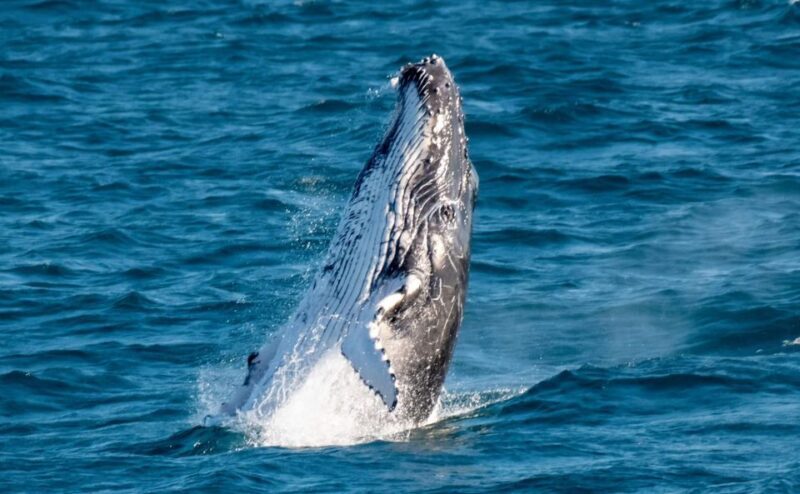Gold Coast: Luxury Whale Watching Tour on a Superyacht - Key Points