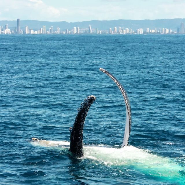 Gold Coast: Luxury Whale Watching Tour on a Superyacht - A Closer Look at the Experience