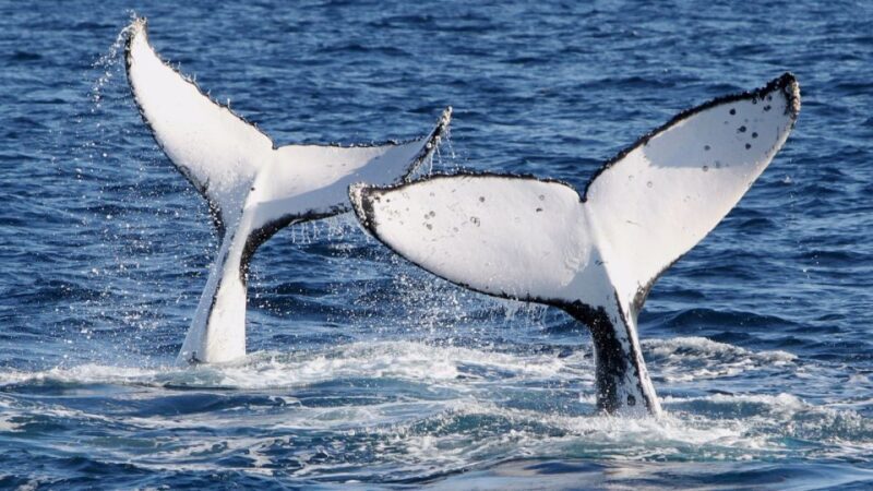 Gold Coast: Luxury Whale Watching Tour on a Superyacht - The Reviews in Their Own Words