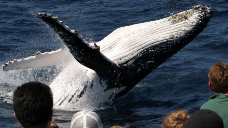 Gold Coast: Luxury Whale Watching Tour on a Superyacht - Who Will Love This Tour