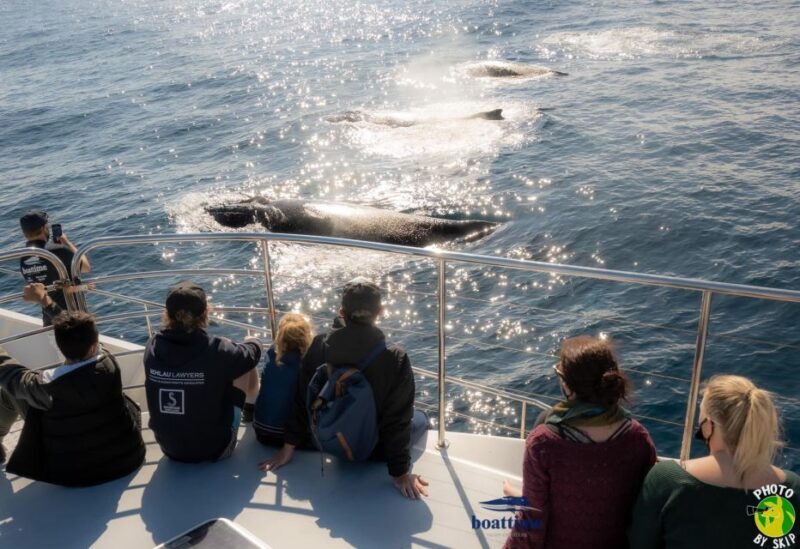 Gold Coast: Luxury Whale Watching Tour on a Superyacht - Final Thoughts