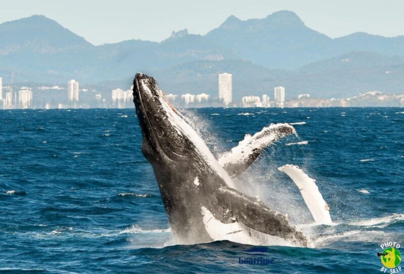 Gold Coast: Luxury Whale Watching Tour on a Superyacht - FAQ
