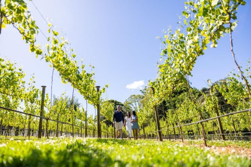 Gold Coast: Luxury Wine Tour with Gourmet Lunch & Distillery - A Closer Look at the Experience