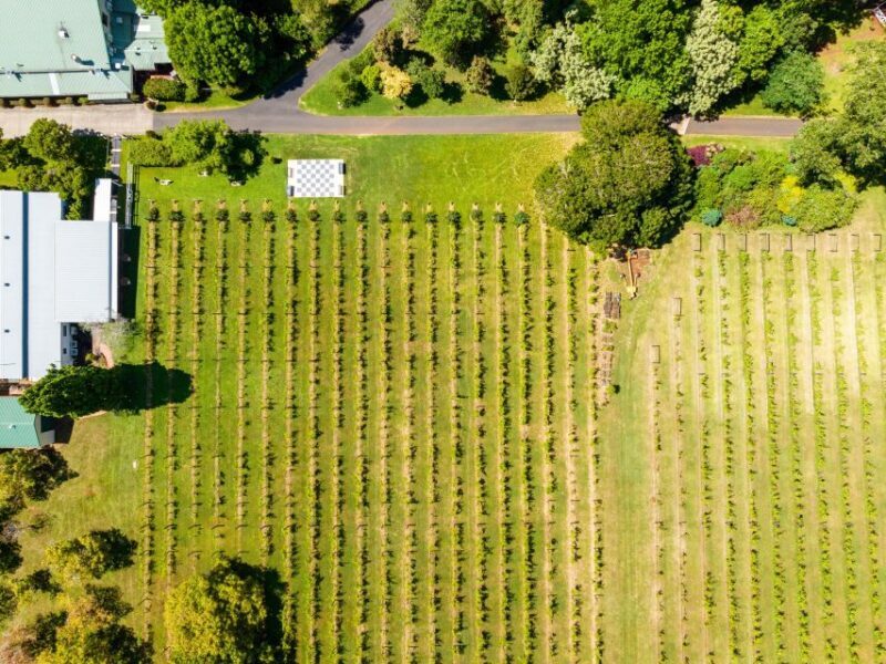 Gold Coast: Luxury Wine Tour with Gourmet Lunch & Distillery - Final Thoughts