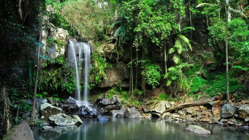 Gold Coast: Mount Tamborine Kangaroo and Koala Day Tour - Why This Tour Stands Out