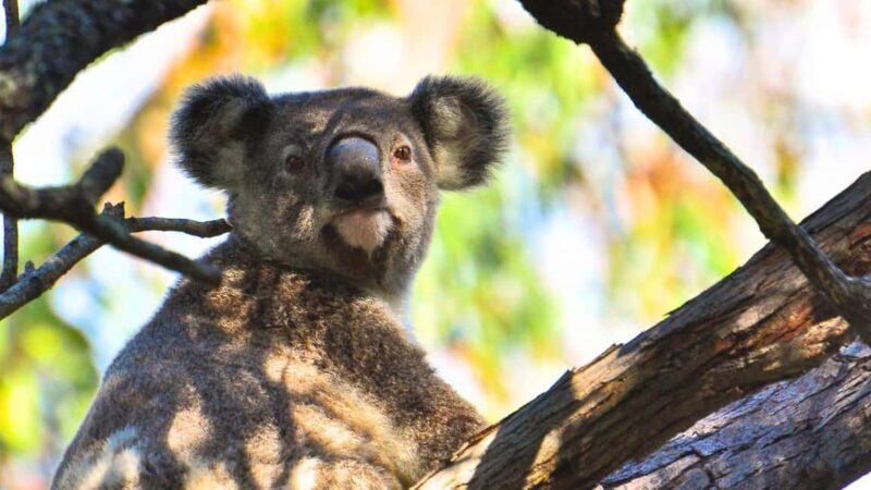 Gold Coast: Mount Tamborine Kangaroo and Koala Day Tour - An In-Depth Look at the Itinerary