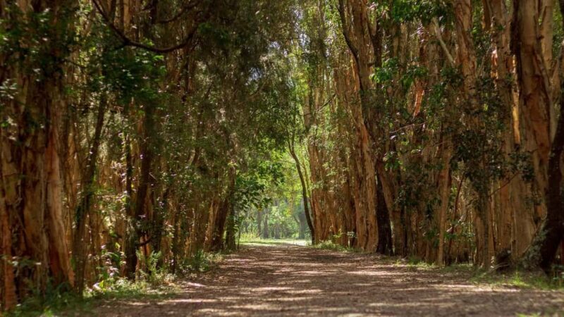 Gold Coast: Mount Tamborine Kangaroo and Koala Day Tour - What Are the Downsides?