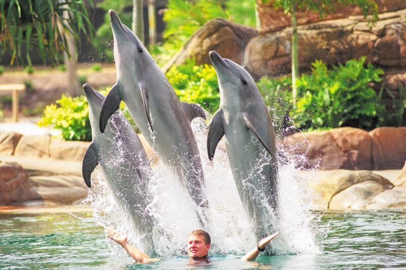 Gold Coast: Movie World, Sea World, Wet'n'Wild 14-Day Pass - The Sum Up