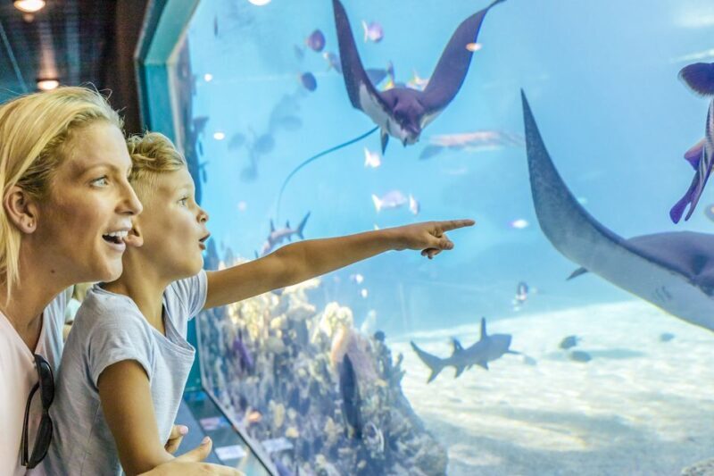 Gold Coast: Movie World, Sea World & Wet'n'Wild 7-Day Pass - What Makes This Pass Stand Out
