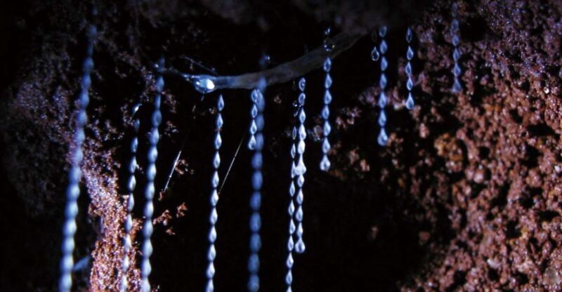 Gold Coast: Natural Bridge Glow Worm Night Tour - A Deep Dive into the Experience