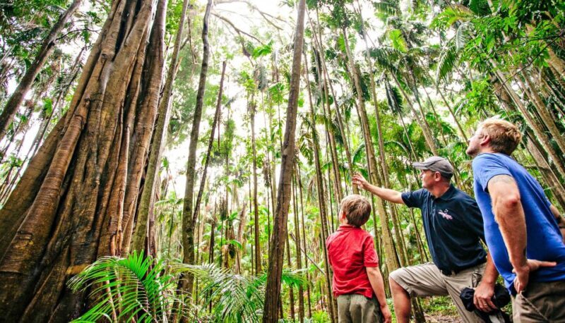Gold Coast: Natural Bridge & Springbrook Waterfalls Tour - An In-Depth Look at the Tour Experience