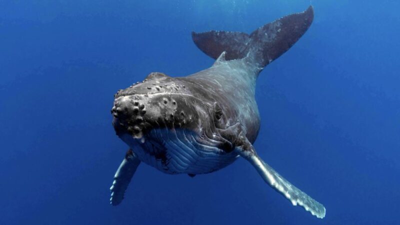 Gold Coast: Premium Whale Watching Cruise - An Insightful Gold Coast Whale Watching Adventure