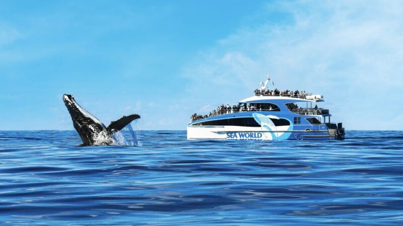Gold Coast: Premium Whale Watching Cruise - FAQ