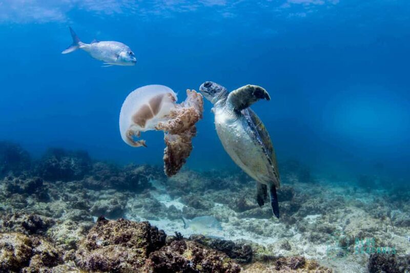 Gold Coast: Snorkel with Turtles - An In-Depth Look at the Snorkeling Tour