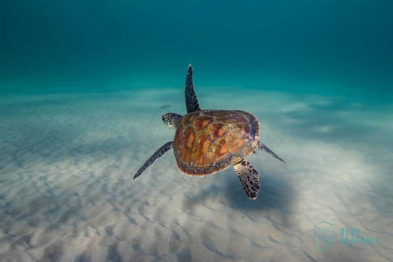 Gold Coast: Snorkel with Turtles - Who Should Consider This Tour?