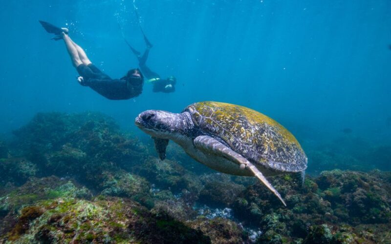 Gold Coast: Snorkeling with Turtles Half-Day Tour - Gold Coast: Snorkeling with Turtles Half-Day Tour